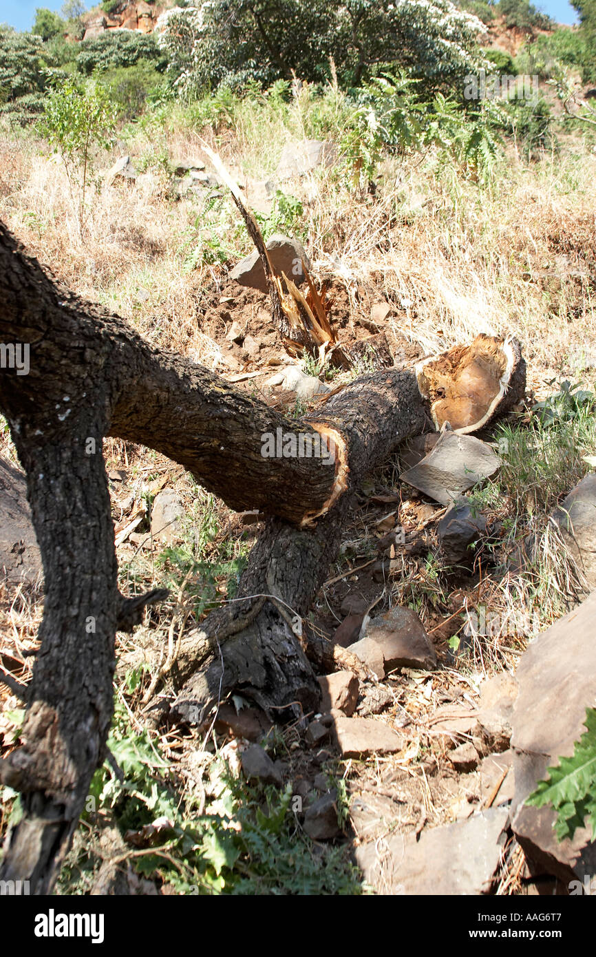 Deforestation and damage to environment with tree chopped down for ...