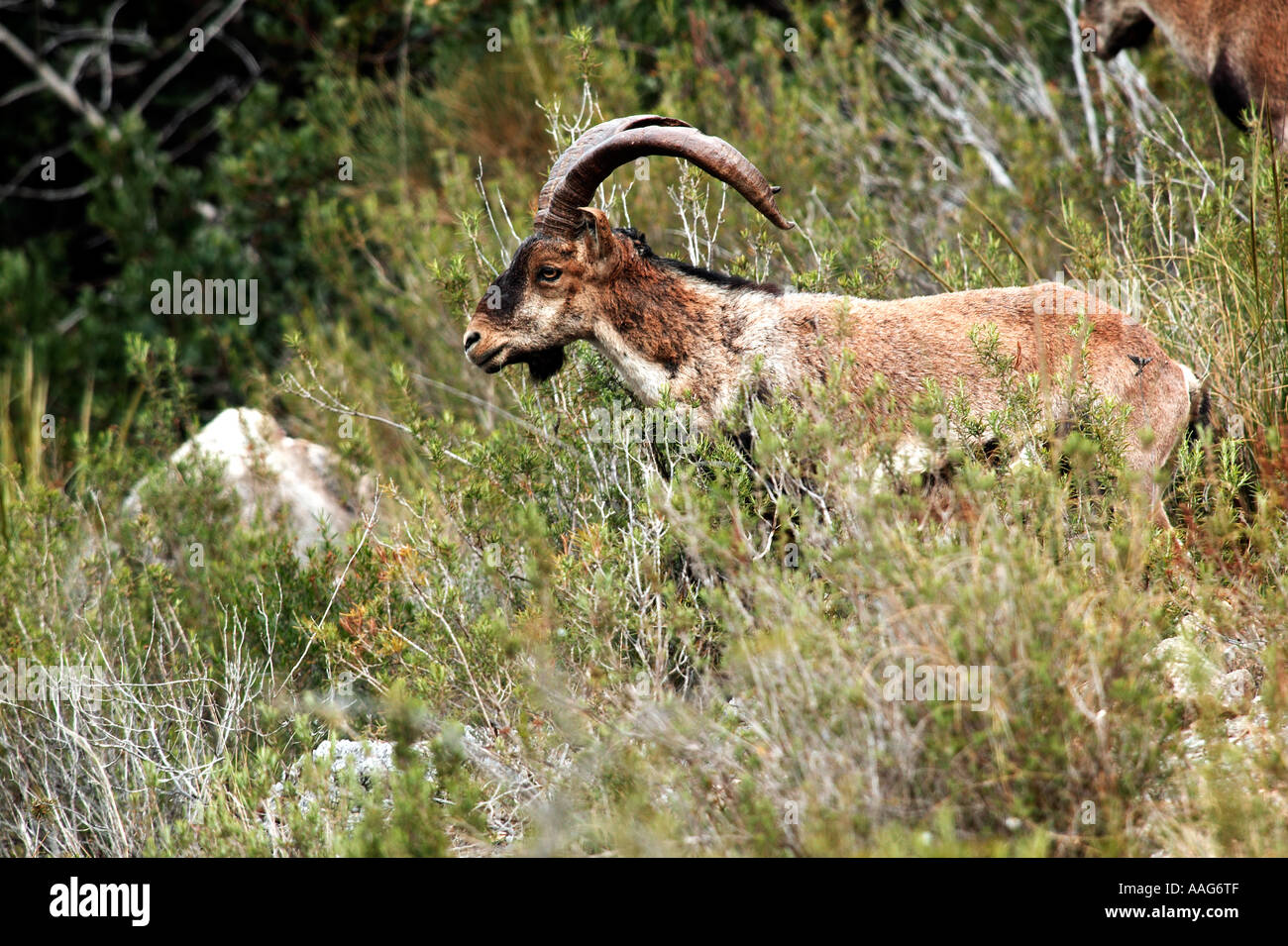 Spanish Ibex male Capra pyrenaica Spain Stock Photo - Alamy