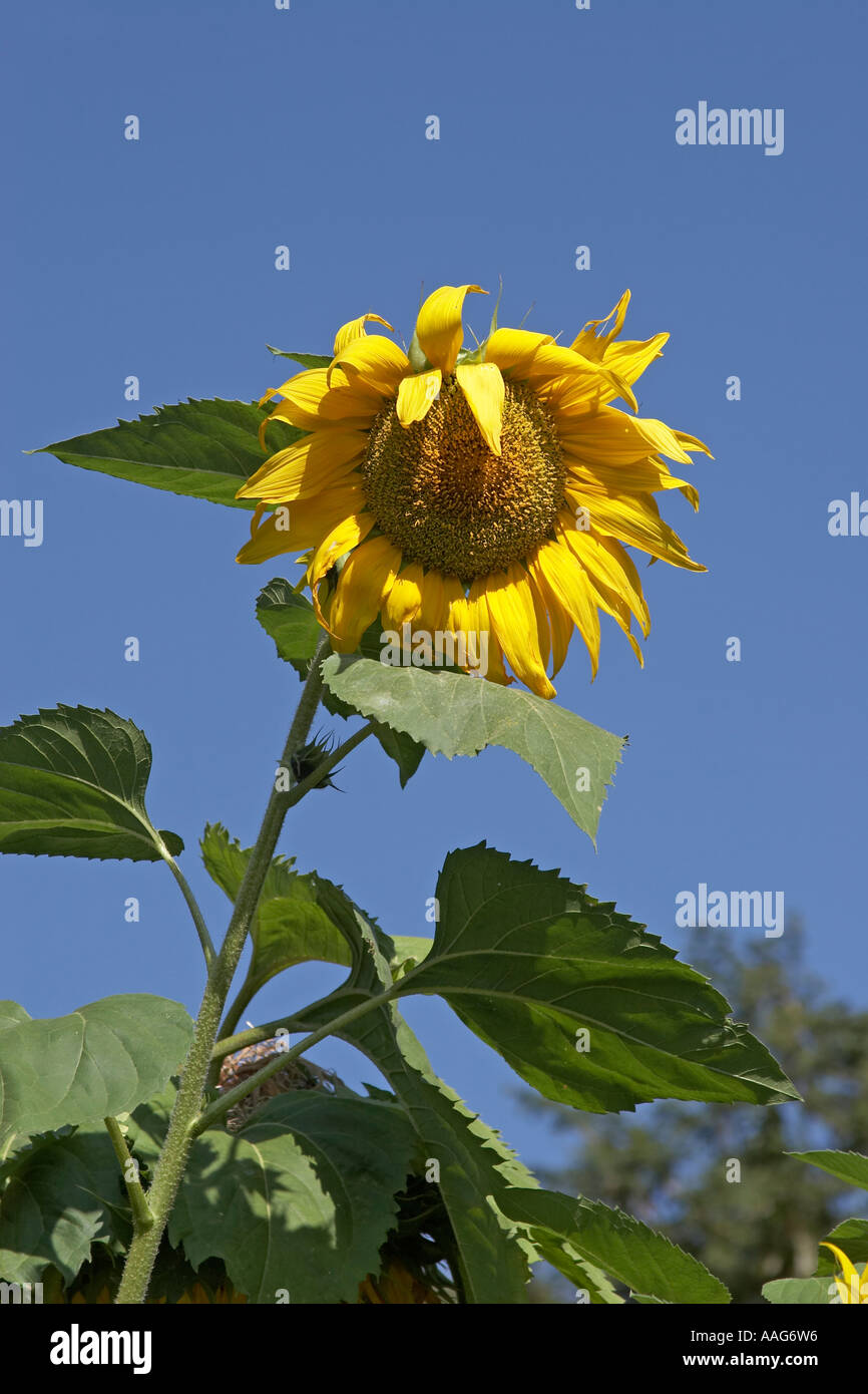 Yellow sunflower growing by the river near Kuch Ethiopia Africa Stock ...