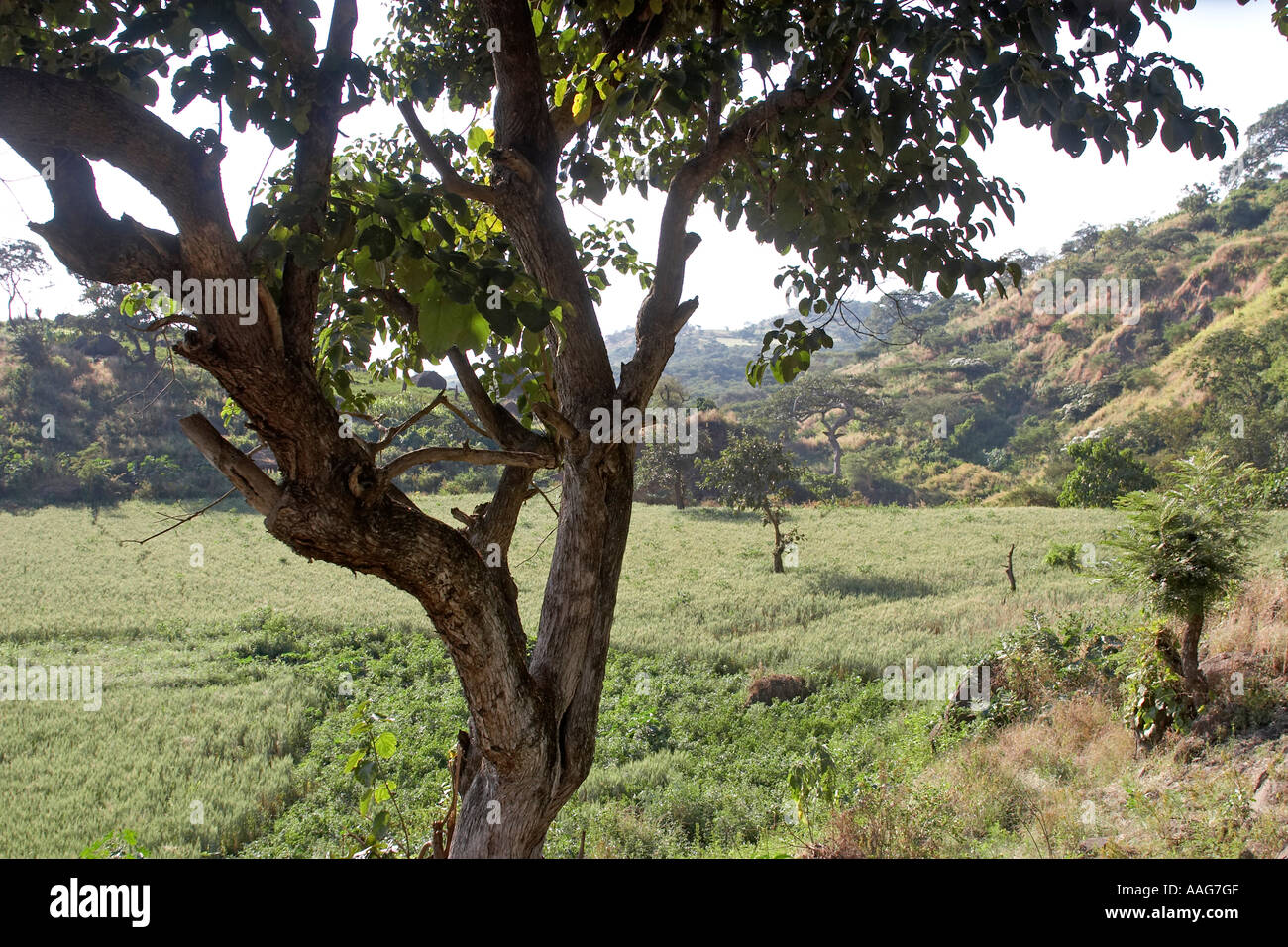 Tree with agricultura wheatfield crops in river valley floor near Kuch ...