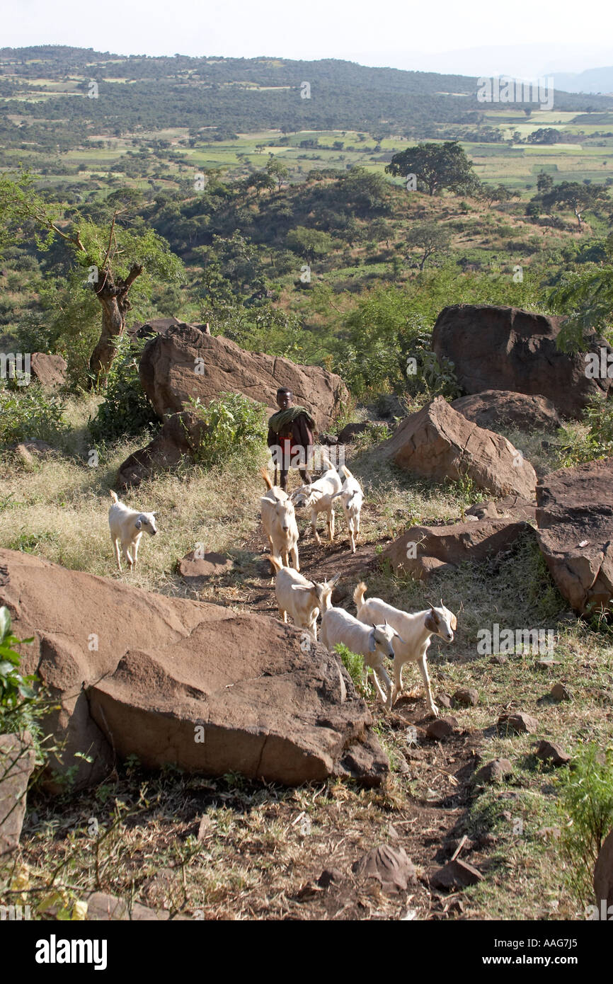 Ethiopian goat herder hi-res stock photography and images - Alamy