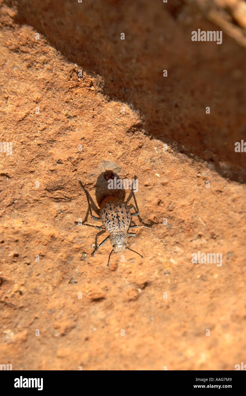 Beetle on a rock near Kuch Ethiopia Africa Stock Photo - Alamy