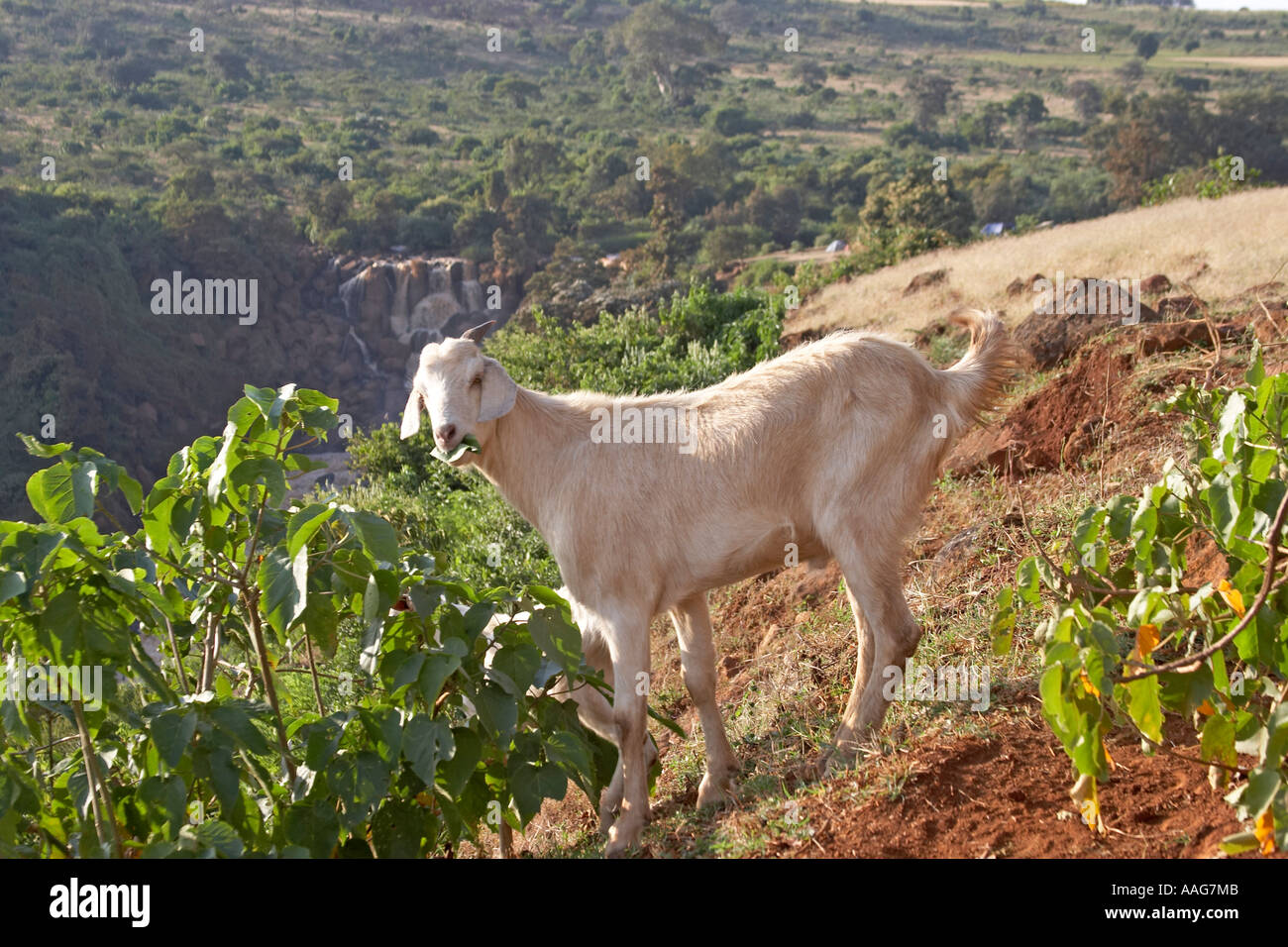 White goat on escarpment near Kuch Ethiopia Africa Dramatic beautiful ...