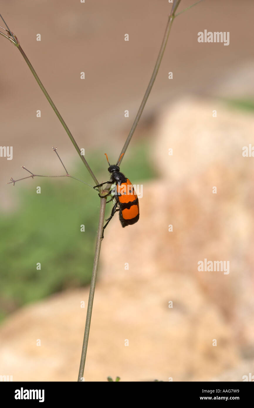 Orange coloured beetle insect in Black Gorge of Blue Nile river near ...