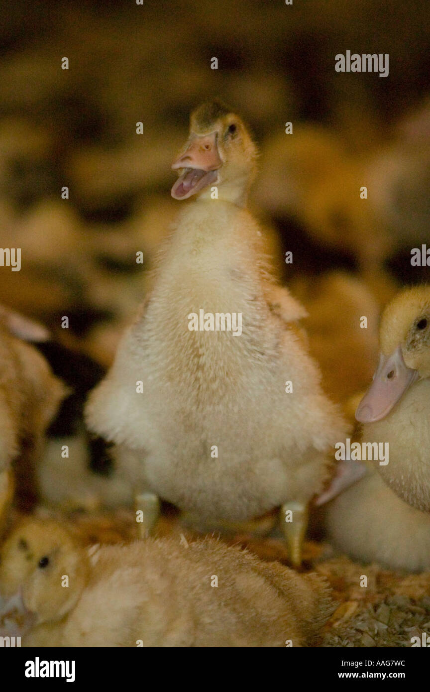 Ducks bred to produce fatty liver or foie gras in upstate New York USA ...