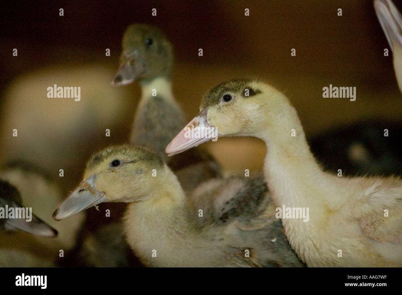 Ducks bred to produce fatty liver or foie gras in upstate New York USA ...