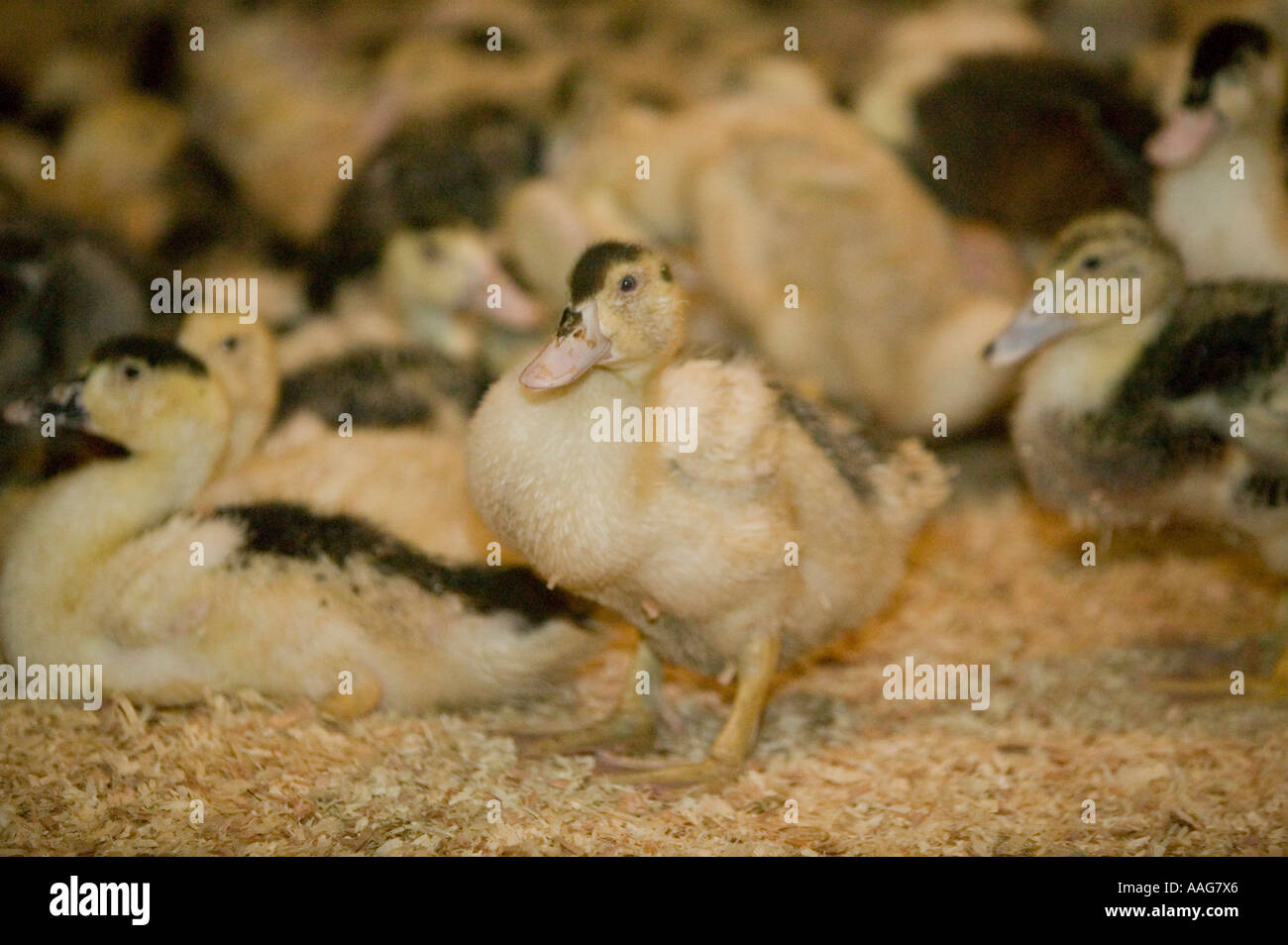 Gavage feeding duck hi-res stock photography and images - Alamy