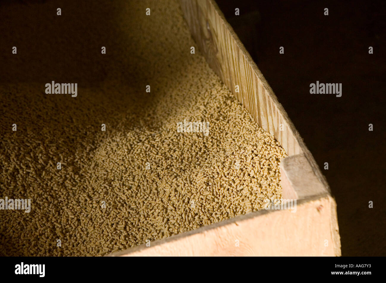 Gavage force feeding foie gras hi-res stock photography and images - Alamy