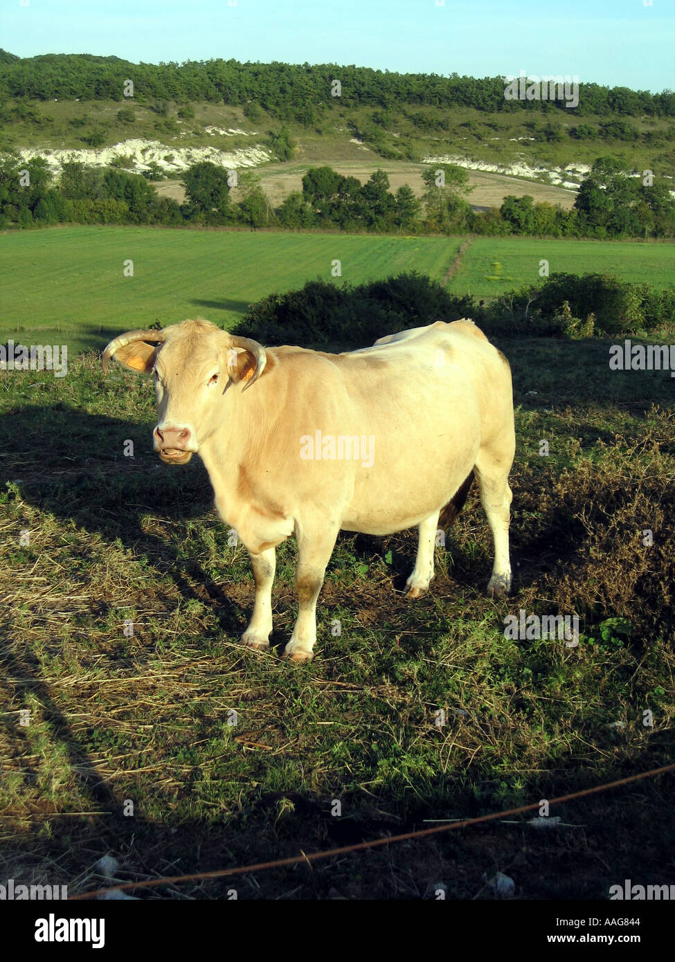 Charollais hi-res stock photography and images - Alamy