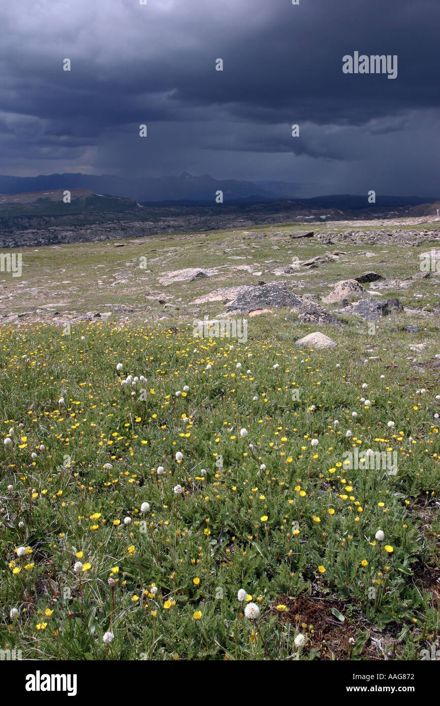 Beartooth plateau hi-res stock photography and images - Alamy