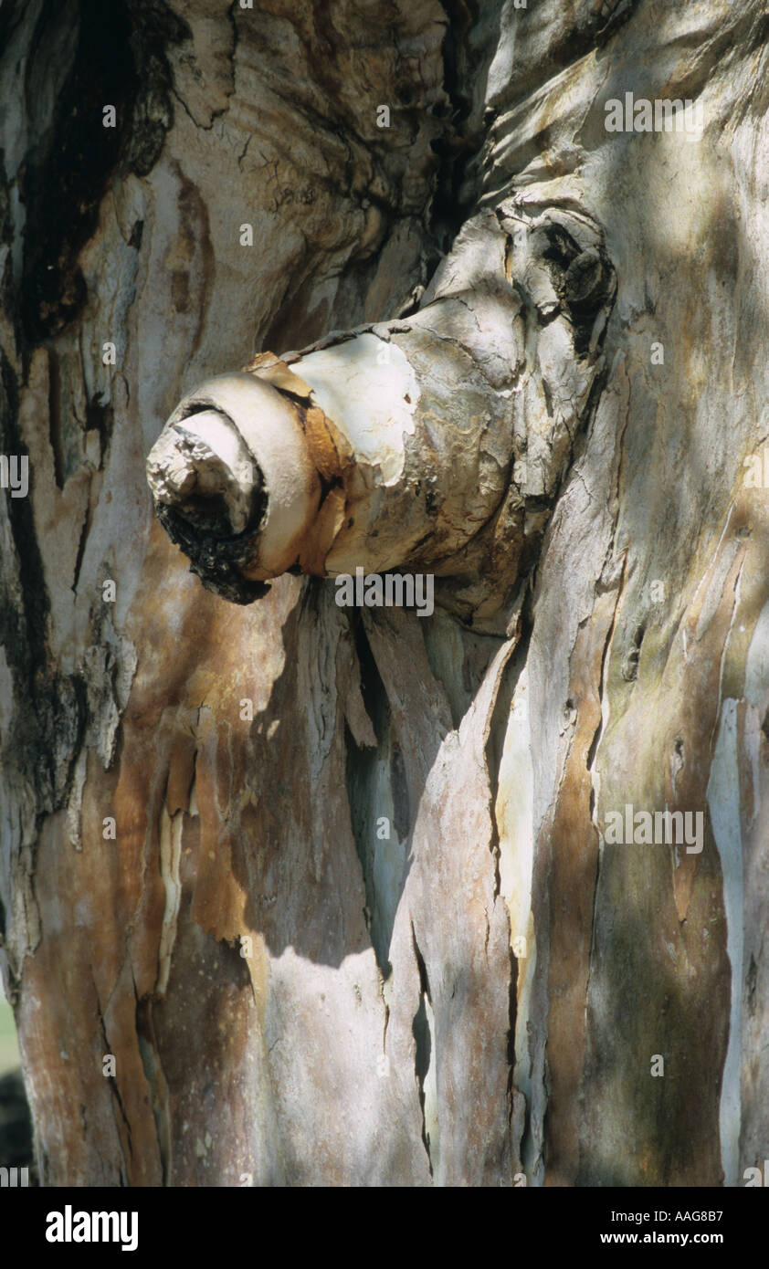 Simulation tree hi-res stock photography and images - Alamy