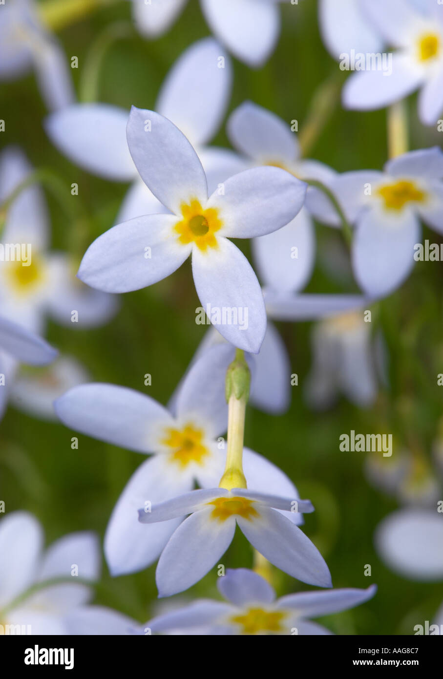 Close up of a group of the tiny Bluet wildflower Stock Photo - Alamy