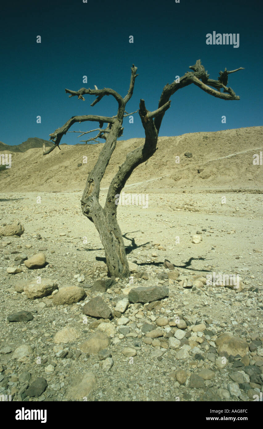 Desert Tree 7 Stock Photo - Alamy