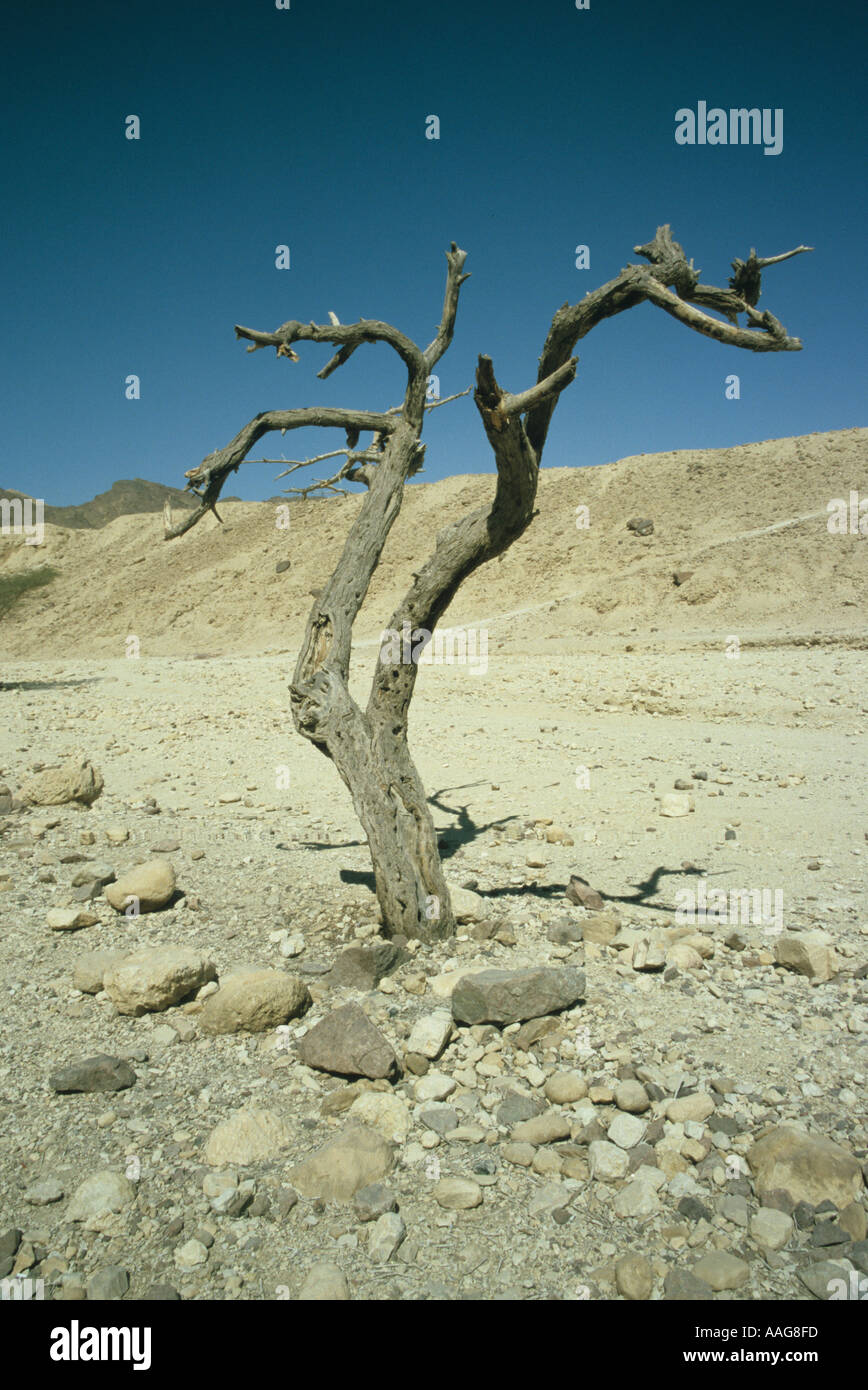 Desert Tree 8 Stock Photo - Alamy
