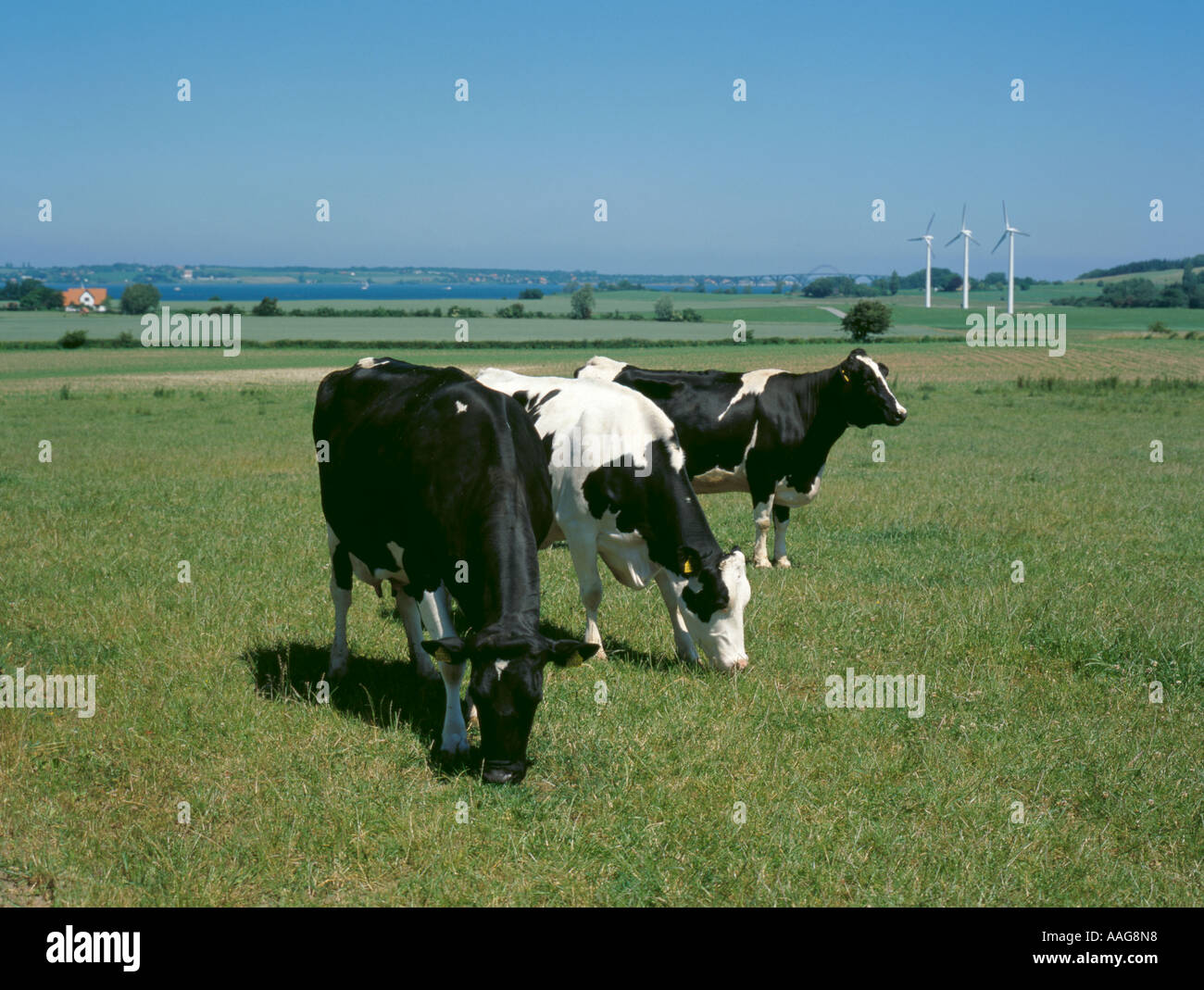 Friesian cattle and wind turbines, Møn, Denmark Stock Photo - Alamy