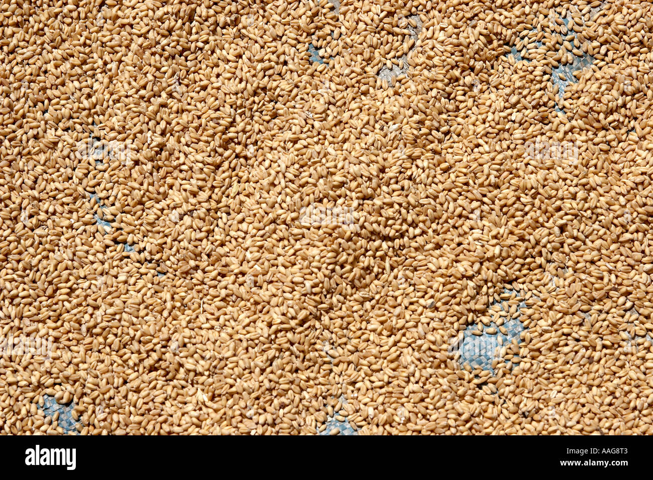 Wheat cereal grain laid out to dry in the sun in Kuch village Ethiopia ...