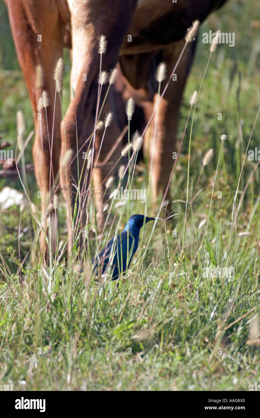 Straling bird hi-res stock photography and images - Alamy