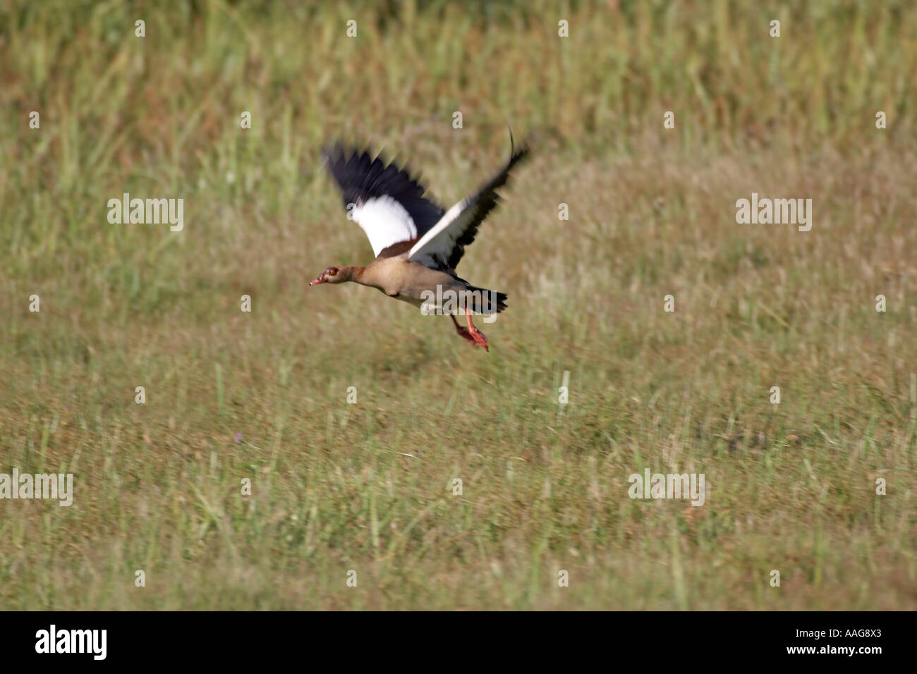 Egyptian goose bird flying by river near Kuch Ethiopia Stock Photo - Alamy