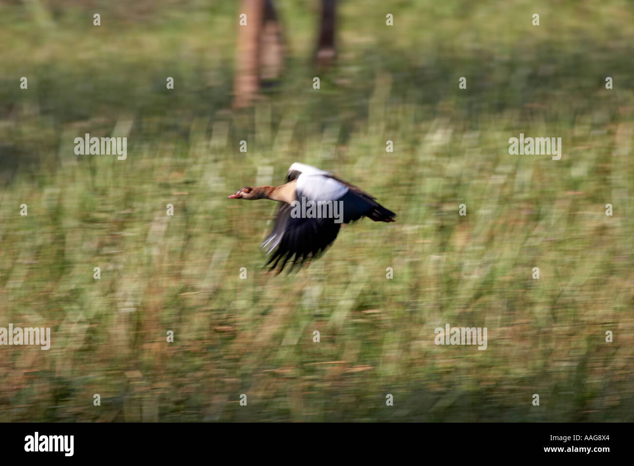 Egyptian goose bird flying by river near Kuch Ethiopia Stock Photo - Alamy