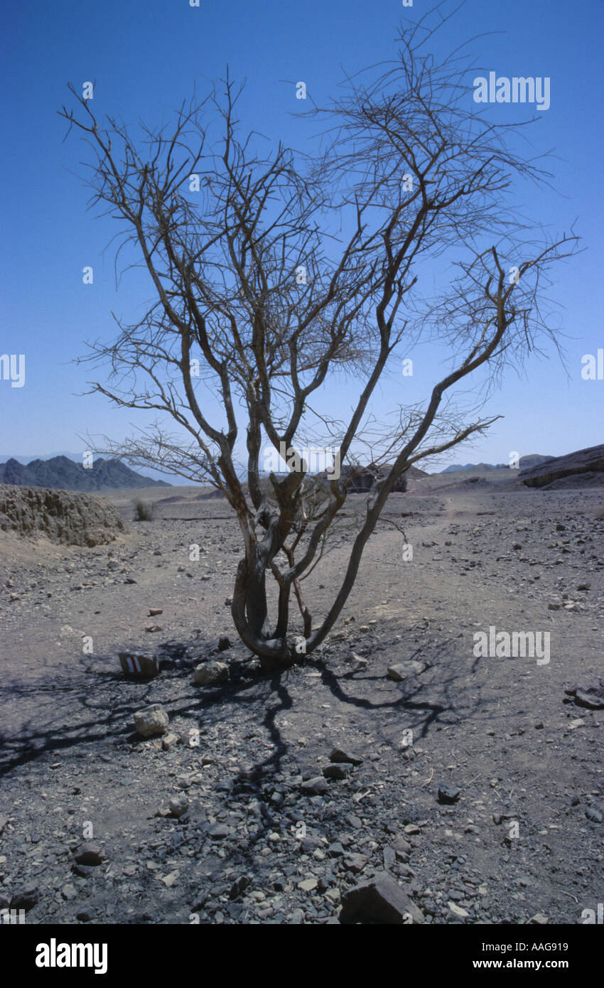 Desert Tree 4 Stock Photo - Alamy