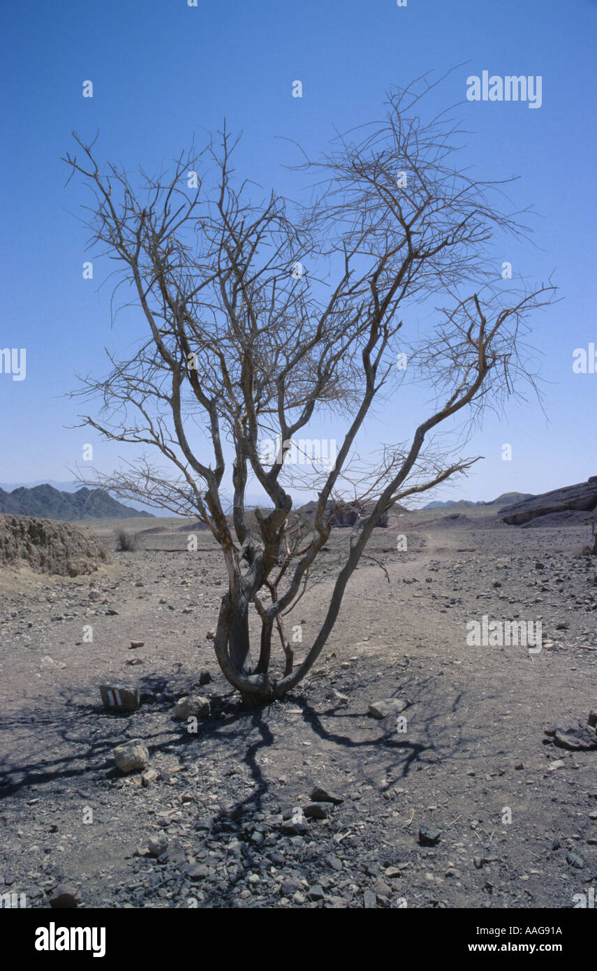Desert Tree 5 Stock Photo - Alamy