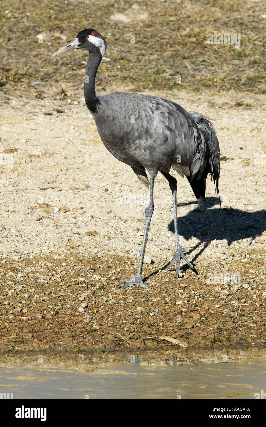 Common European Crane (Grus grus). Gallocanta, Spain Stock Photo - Alamy