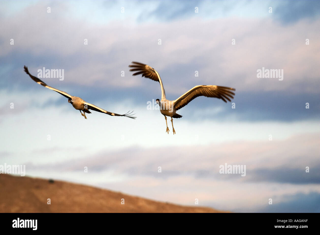 Crane in Laguna de Gallocanta area. Zaragoza province, Aragón, Spain ...