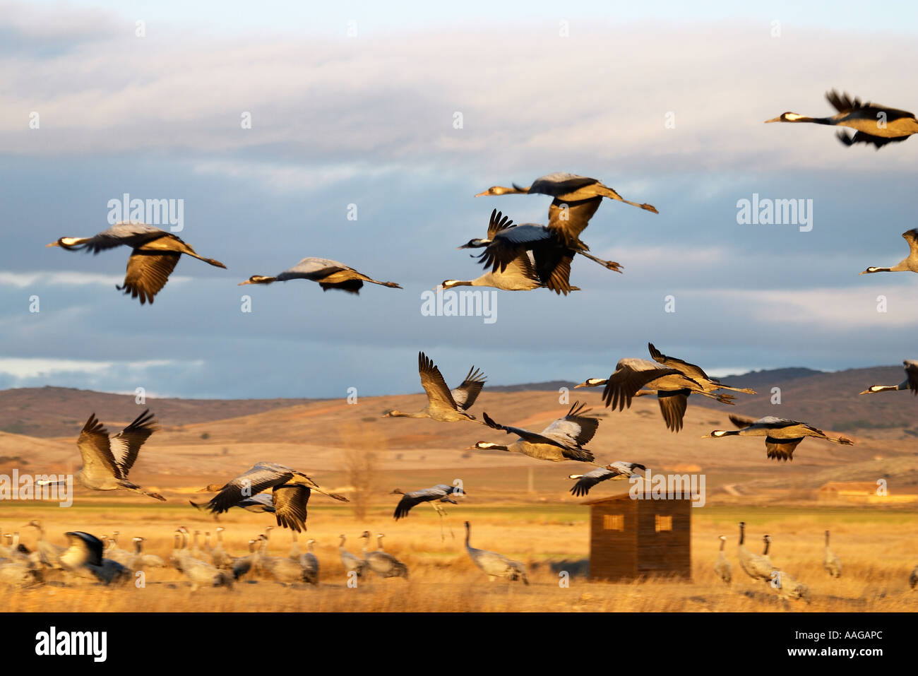 Crane in Laguna de Gallocanta area. Zaragoza province, Aragón, Spain ...