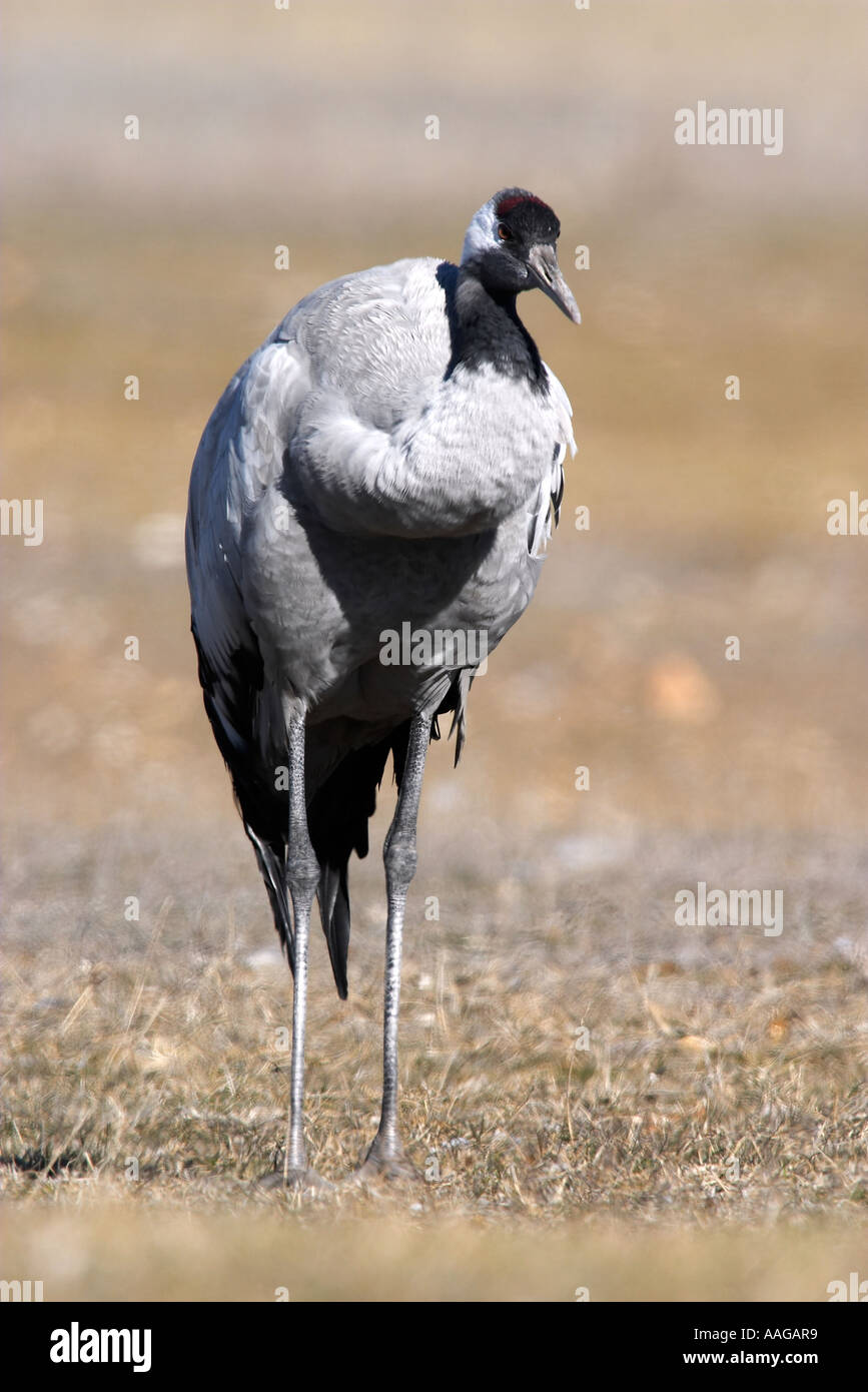 Common European Crane (Grus grus). Gallocanta, Spain Stock Photo - Alamy