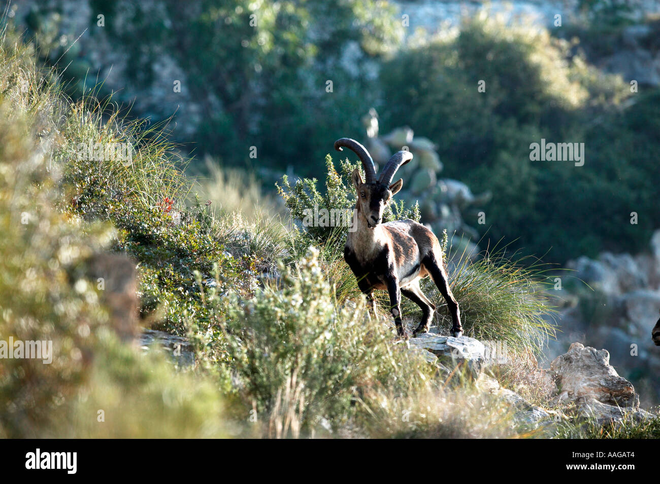 Spanish Ibex male Capra pyrenaica Spain Stock Photo - Alamy