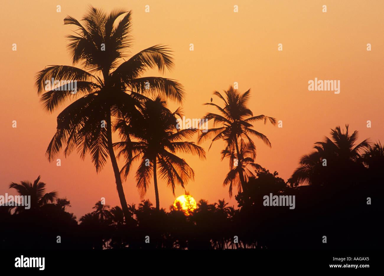 Sunset Colva Beach Goa India Stock Photo - Alamy