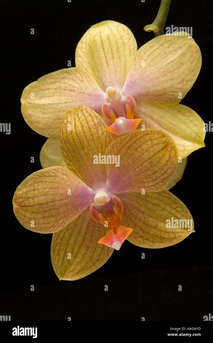 Gold phalaenopsis hi-res stock photography and images - Alamy