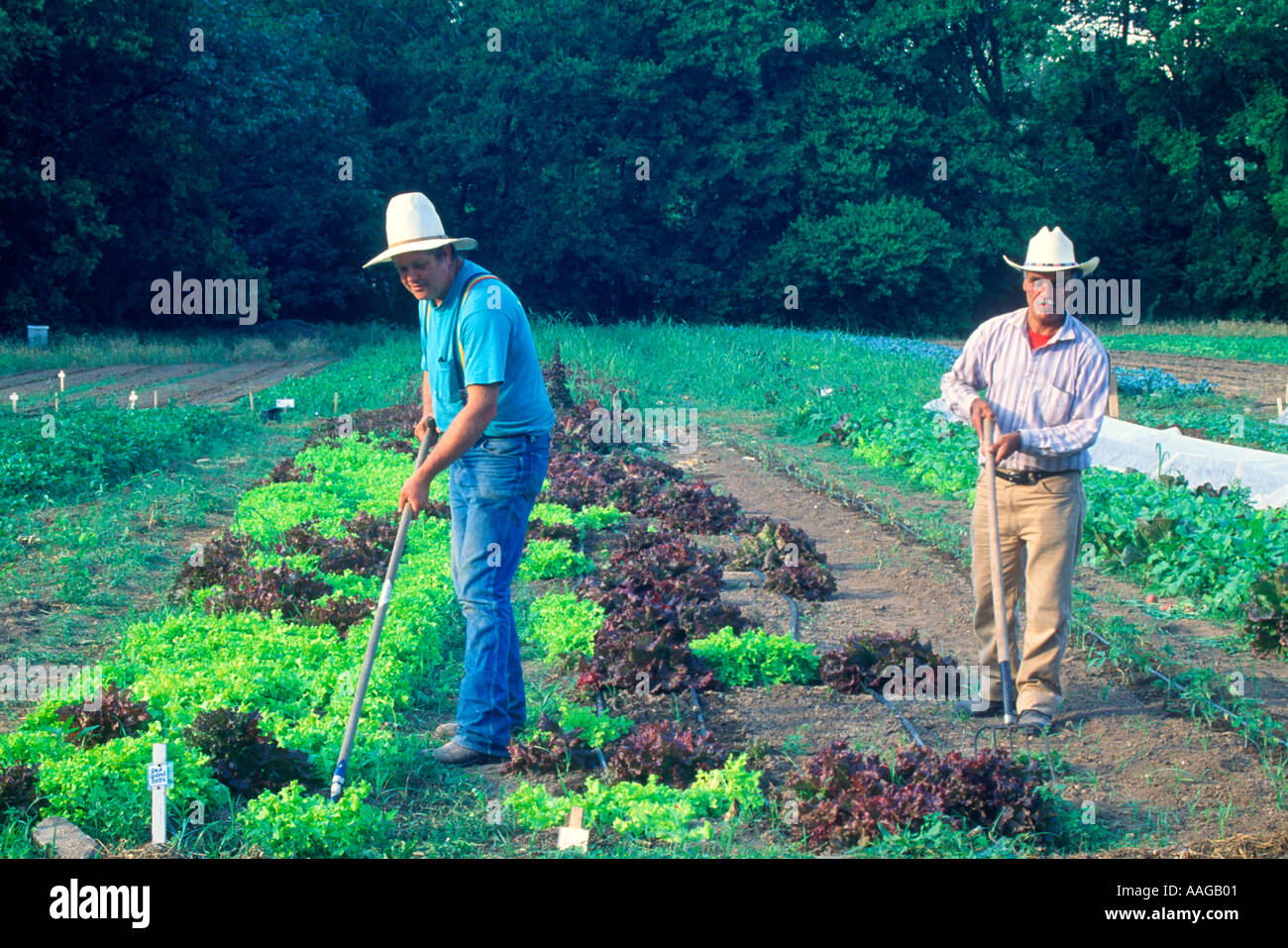 Larry Butler and Farm Laborer at Boggy Creek Farm in Austin Texas Stock ...