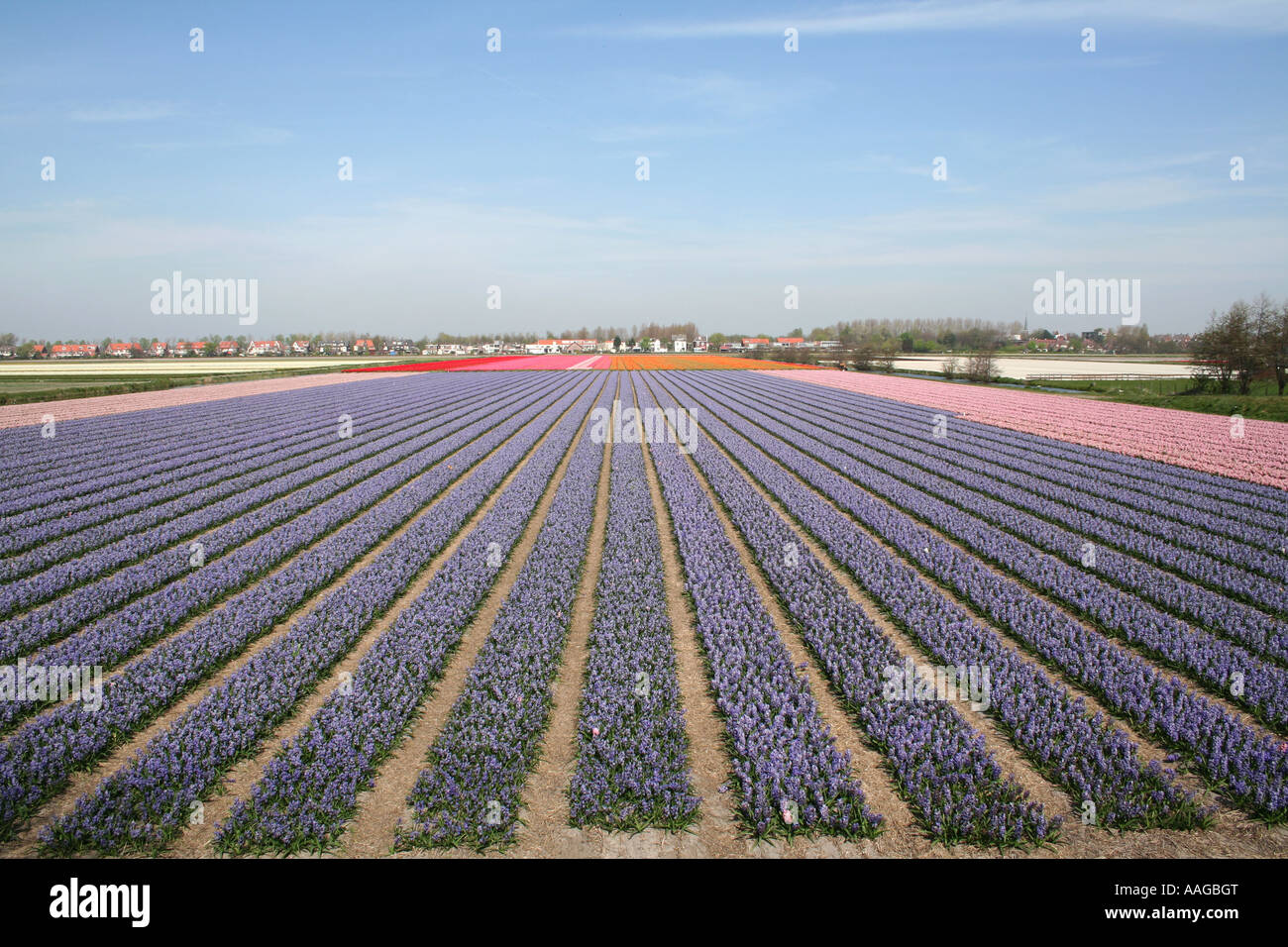 Dutch bulb fields near Lisse Holland Stock Photo - Alamy