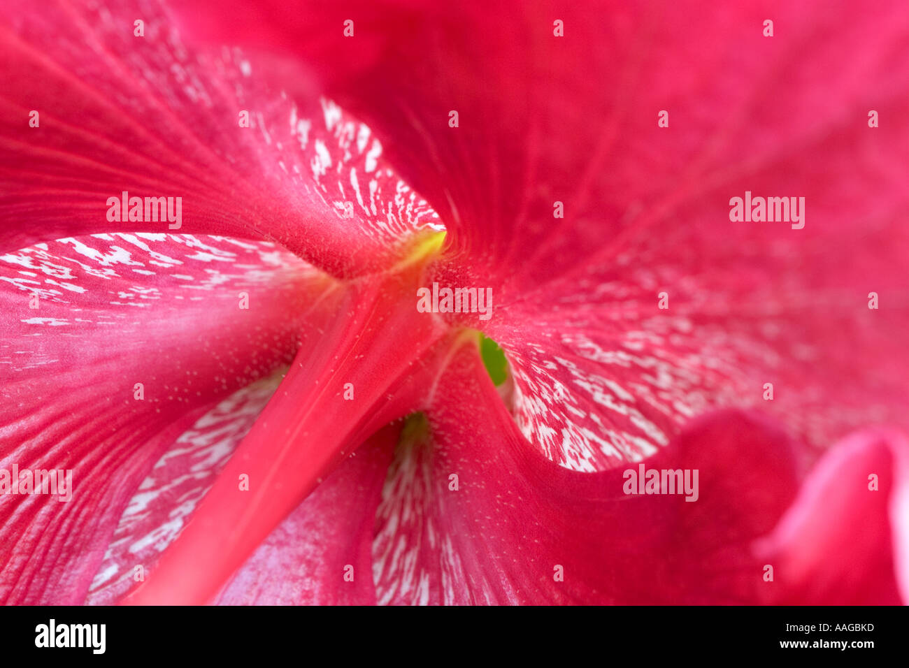Center detail of a hibiscus Stock Photo - Alamy