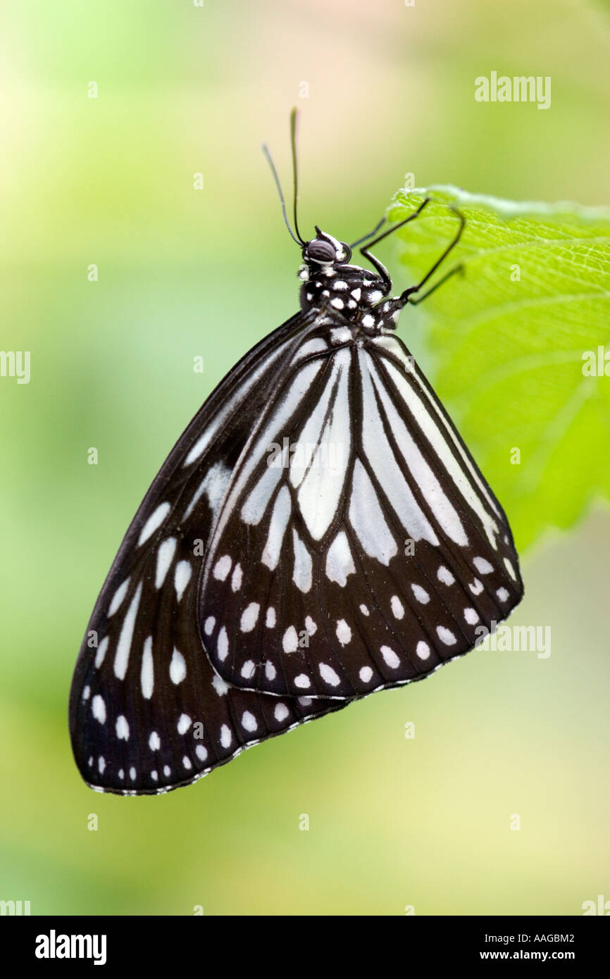 Wood nymph butterfly Stock Photo - Alamy
