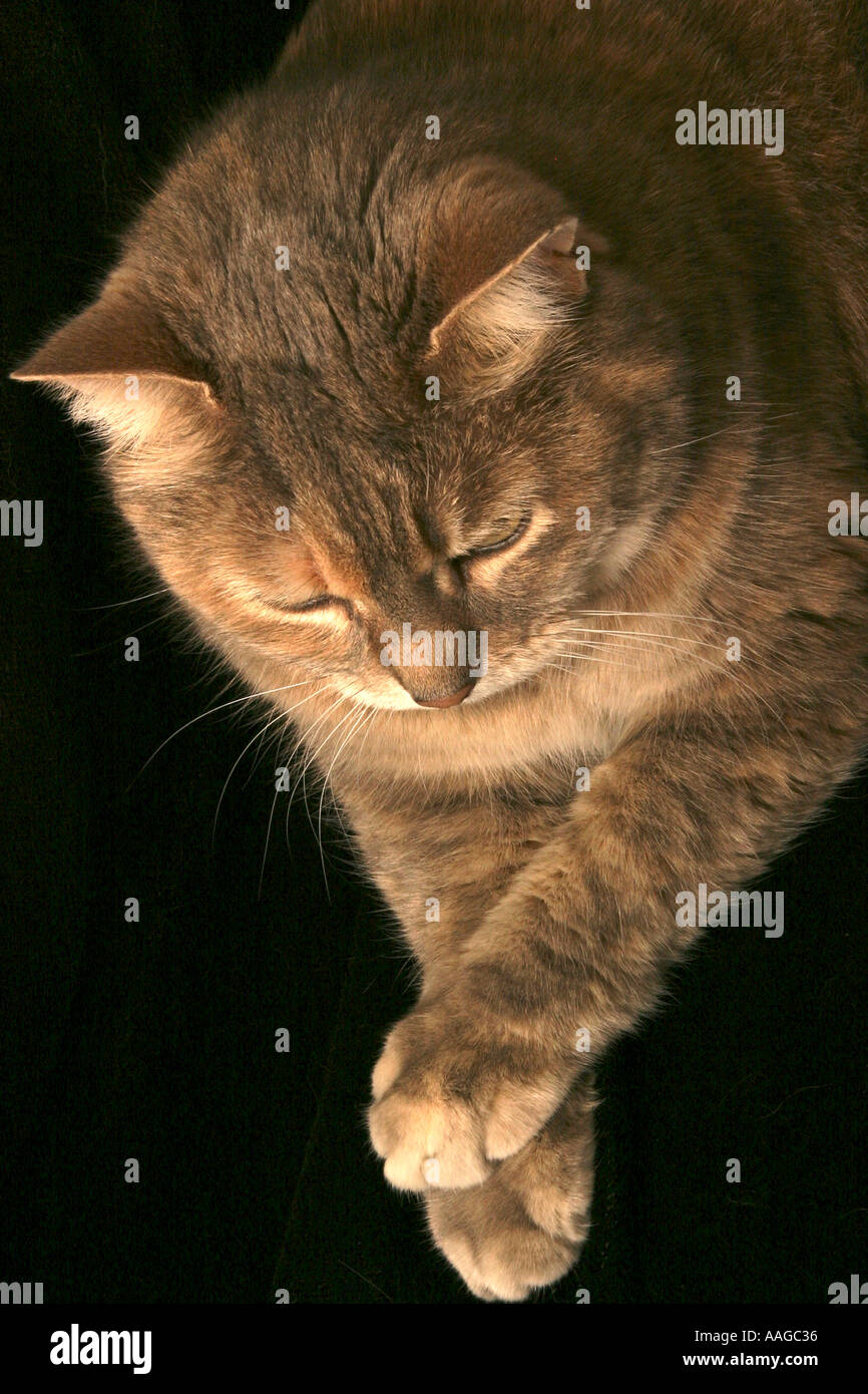 Calico Cat with Front Paws Crossed Stock Photo - Alamy