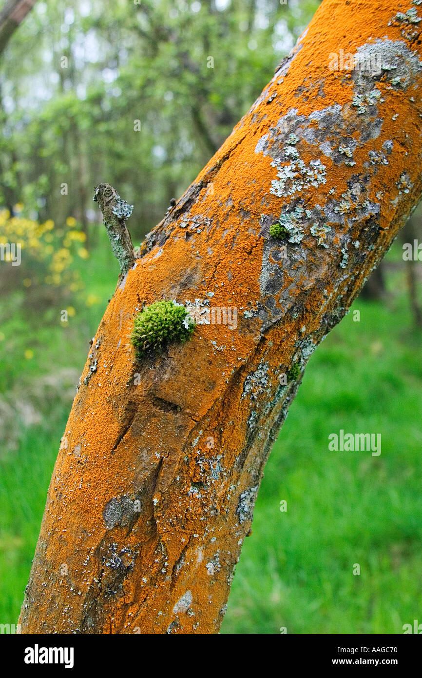 Lichen Tree