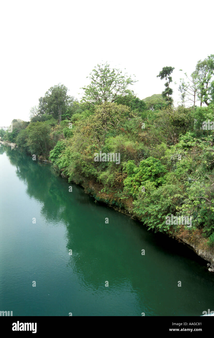 Bushes along a river Goa India Stock Photo - Alamy
