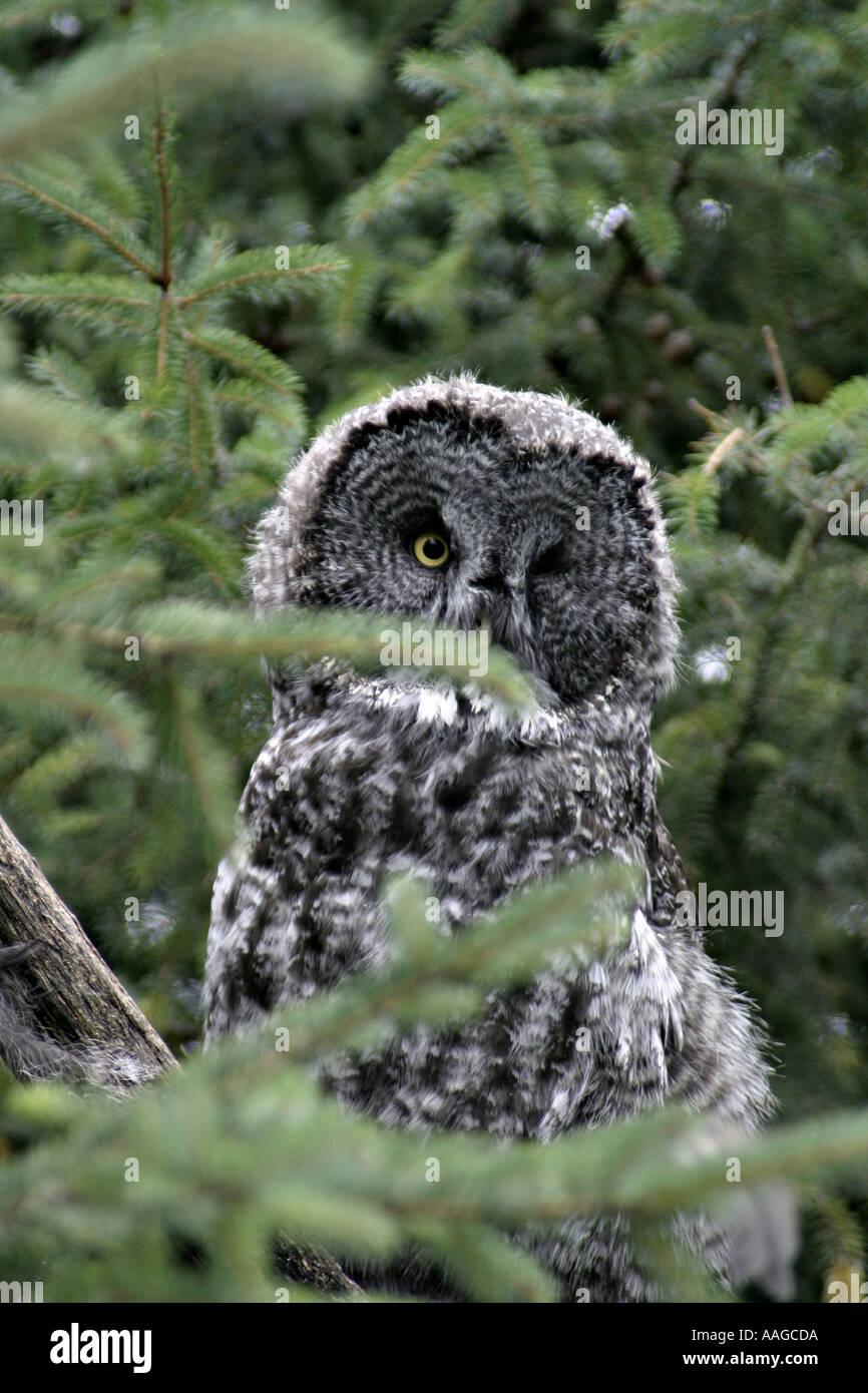 One eyed owl Calgary zoo Stock Photo - Alamy