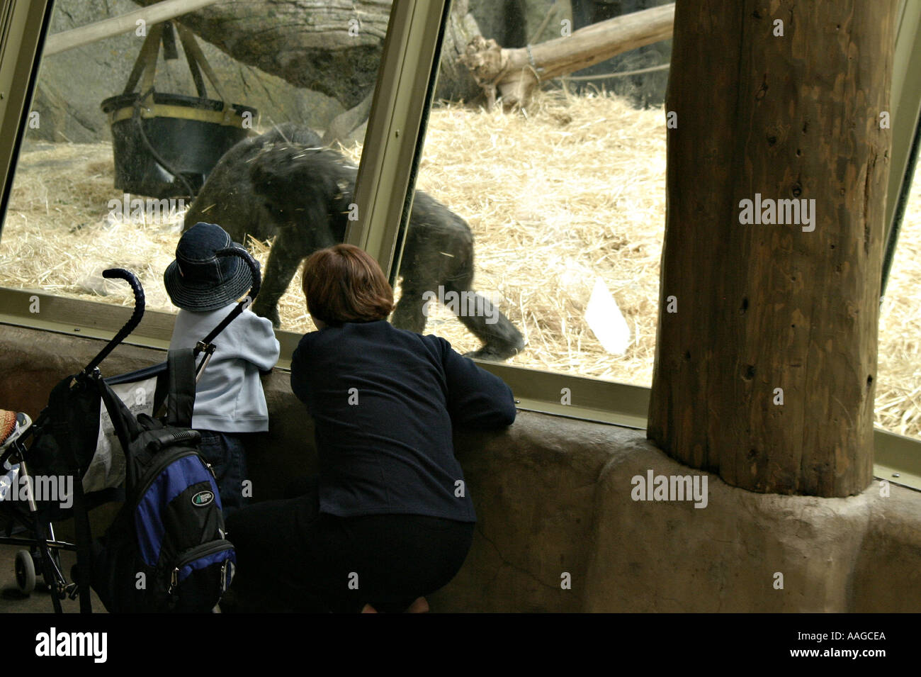 Gorilla enclosure Calgary zoo Stock Photo - Alamy