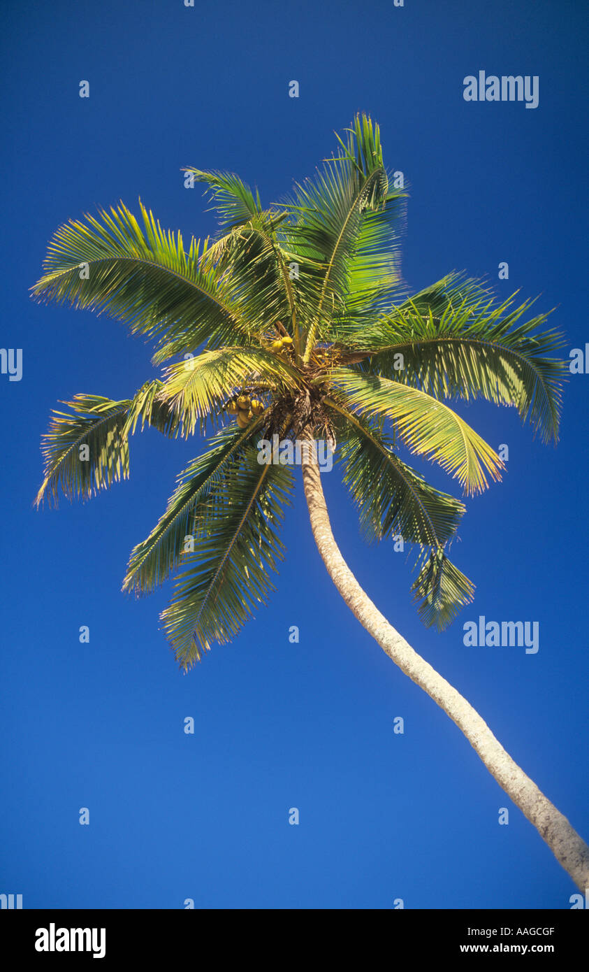 Colva Beach Palm tree Goa India Stock Photo - Alamy
