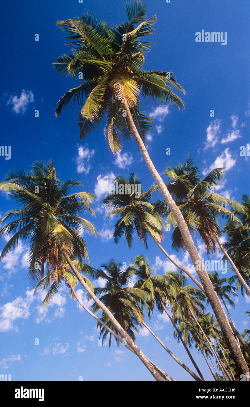 Colva Beach Palm trees Goa India Stock Photo - Alamy