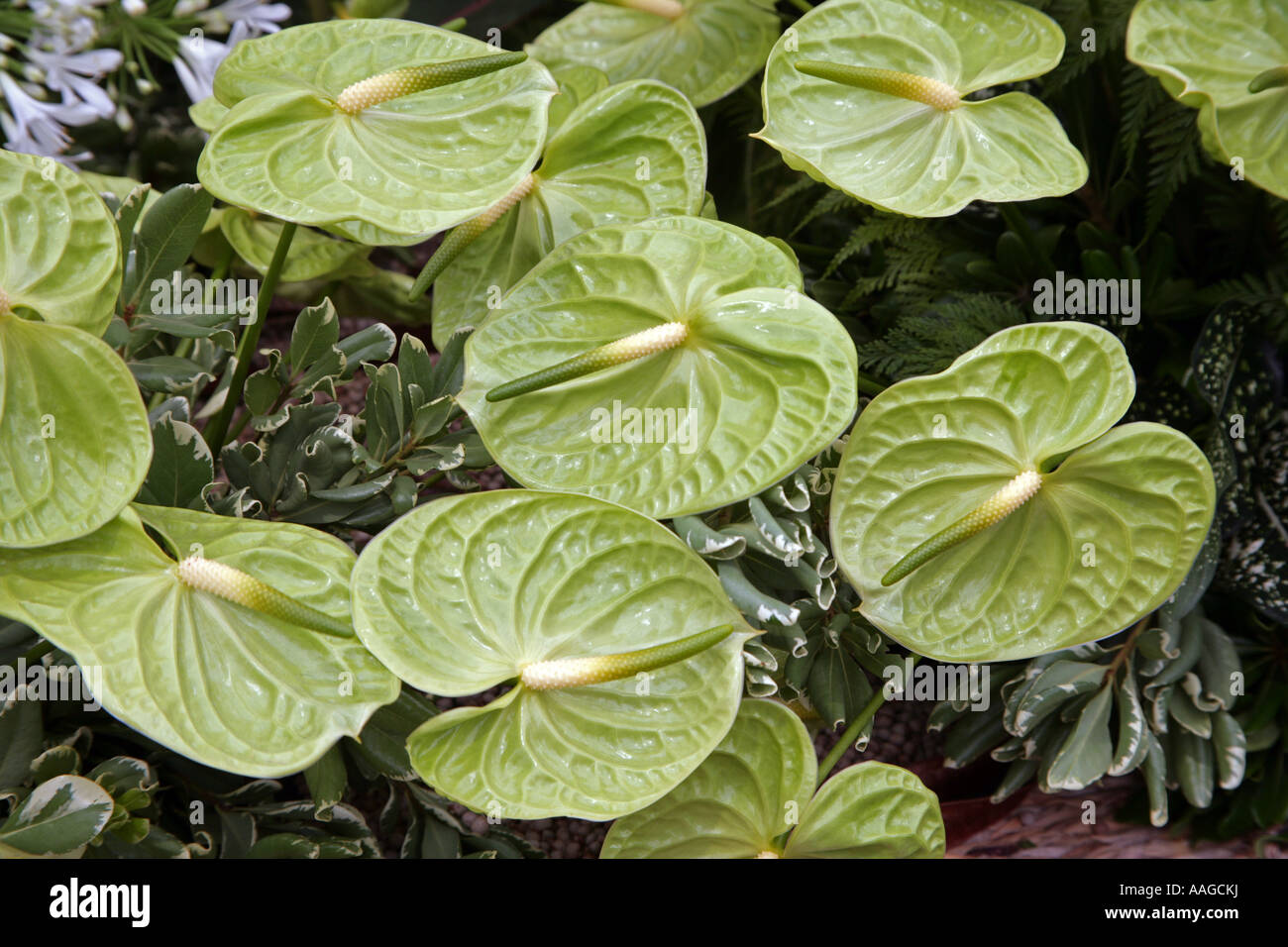 Gardening horticulture anthurium hot house plant exotic plant green ...