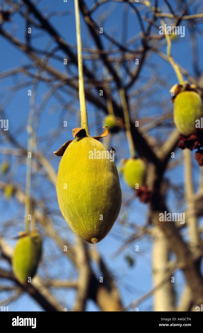 Baobab fruit - Pays Dogon, MALI Stock Photo - Alamy