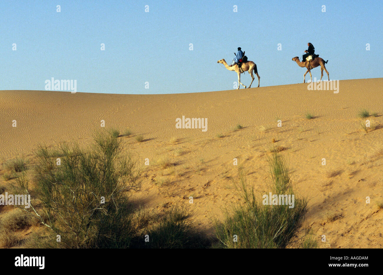 Camel trekking - Timbuktu, Sahara Desert, MALI Stock Photo - Alamy
