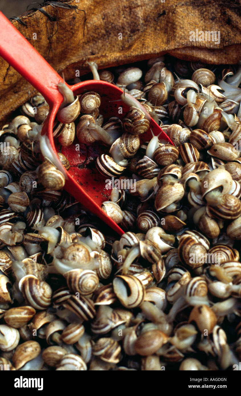 Live snails - Fez, MOROCCO Stock Photo - Alamy