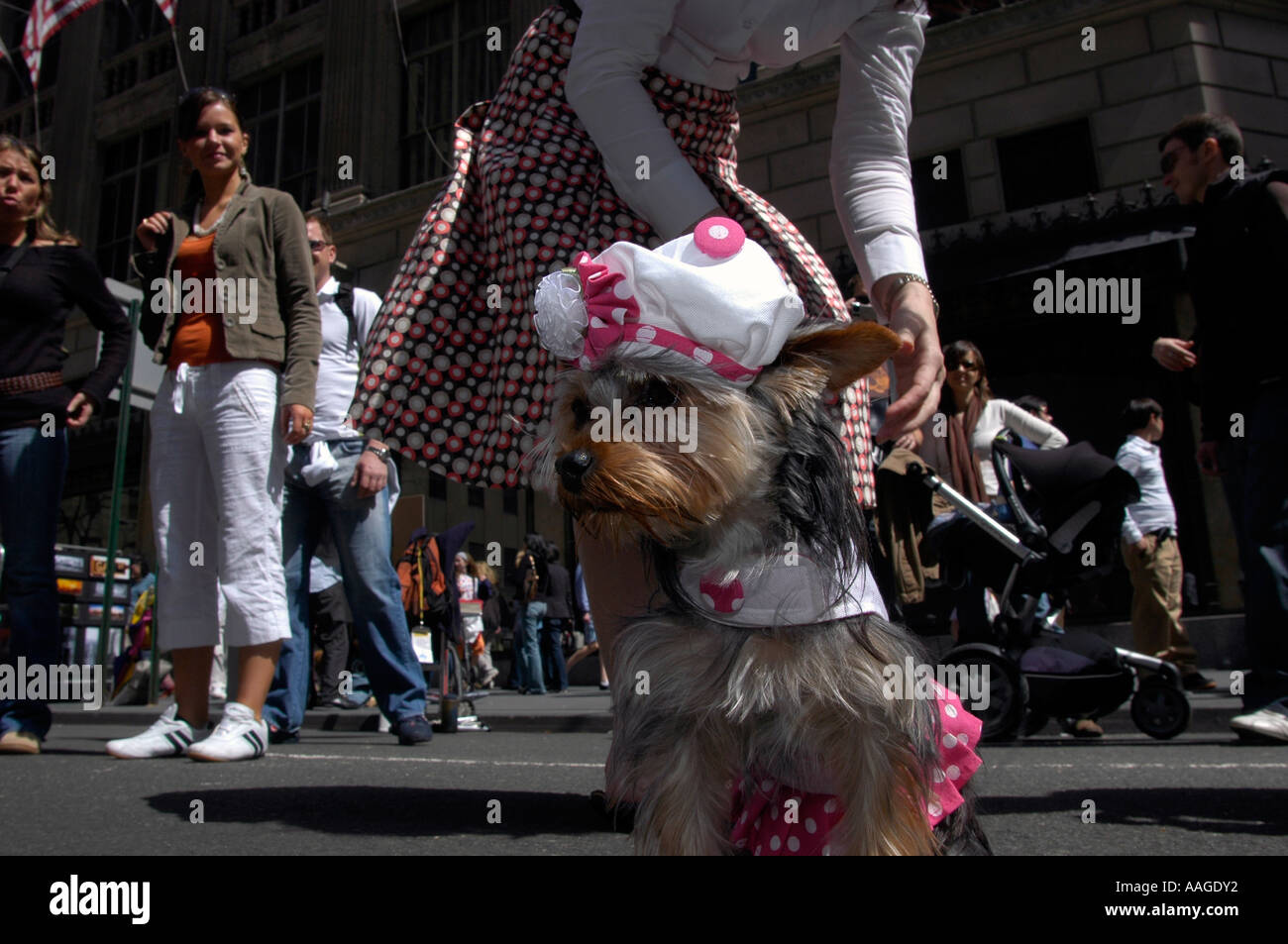 Easter new york parade dog hi-res stock photography and images - Alamy