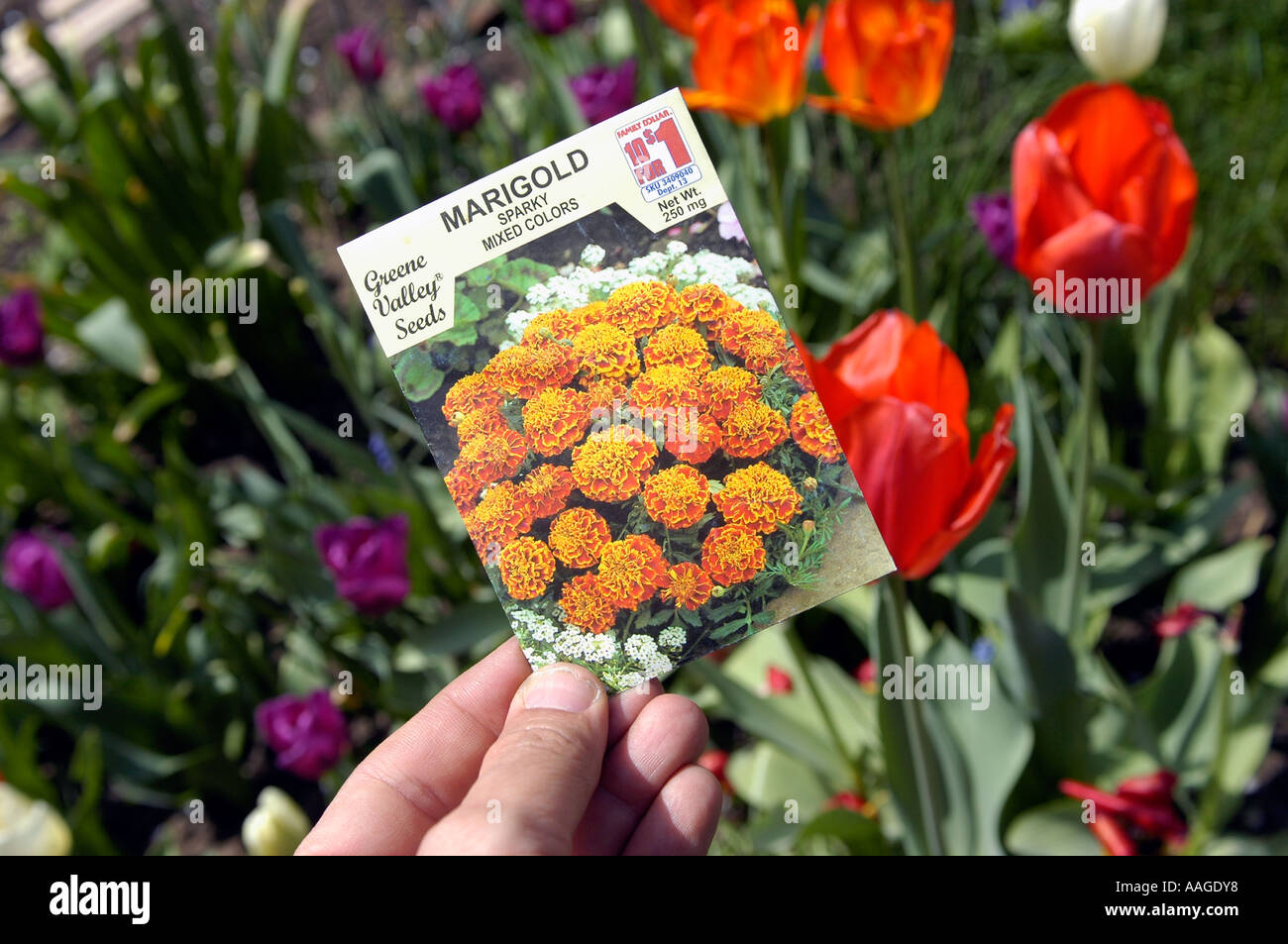 Packet of marigold seeds hi-res stock photography and images - Alamy