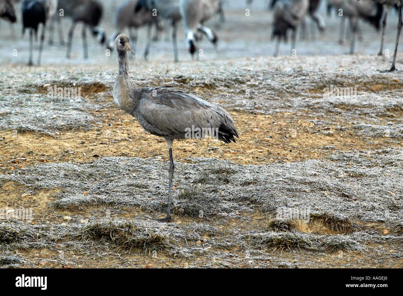 Common European Crane (Grus grus). Gallocanta, Spain Stock Photo - Alamy